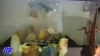 还原鱼缸氨氮转化过程:关乎鱼缸硝化细菌的秘密,它不是一种细菌