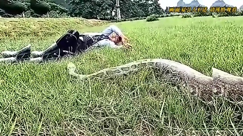 草地上女子正做梦!大蟒蛇突然来靠近,受惊吓女子忙逃跑