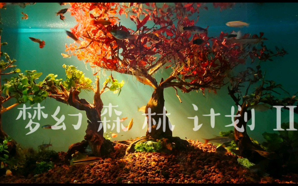 鱼缸梦幻森林造景(二)手工制作鱼缸榕树红草树莫斯树生命之树全过程