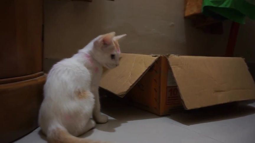 玩棉签的猫:主人给一根棉签就可以玩很久,这样的猫太好对付了
