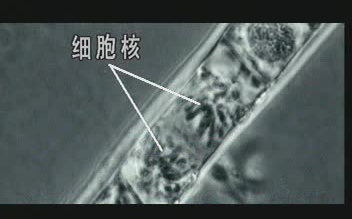 【初中生物】植物细胞分裂