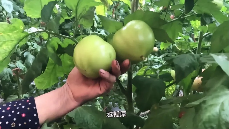 西红柿生长期叶子病变发卷,结出的果实能吃吗菜农会怎样处理呢