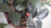 橡皮树换盆时需要注意哪些方面?赶紧get这几点,换盆后更旺盛