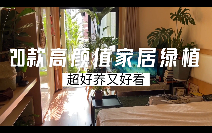 在家养小森林。20款家居绿化植物分享,好看又好养(PS:植物及养护...