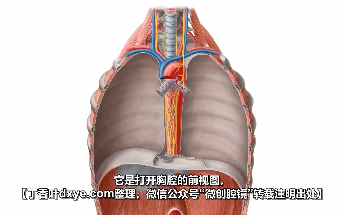 食道的位置和功能 - 人体解剖学