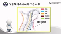 气管切开术的解剖学基础