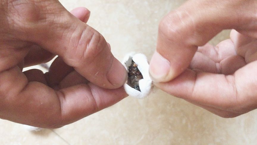 蚕蛹到底在蚕茧里边经历了什么,一刀切开后一目了然