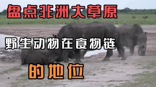 大草原上动物种类繁多,有大型食草动物和猛兽,排名又是如何的