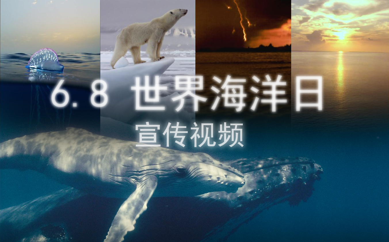 MV《世界海洋日》2018年