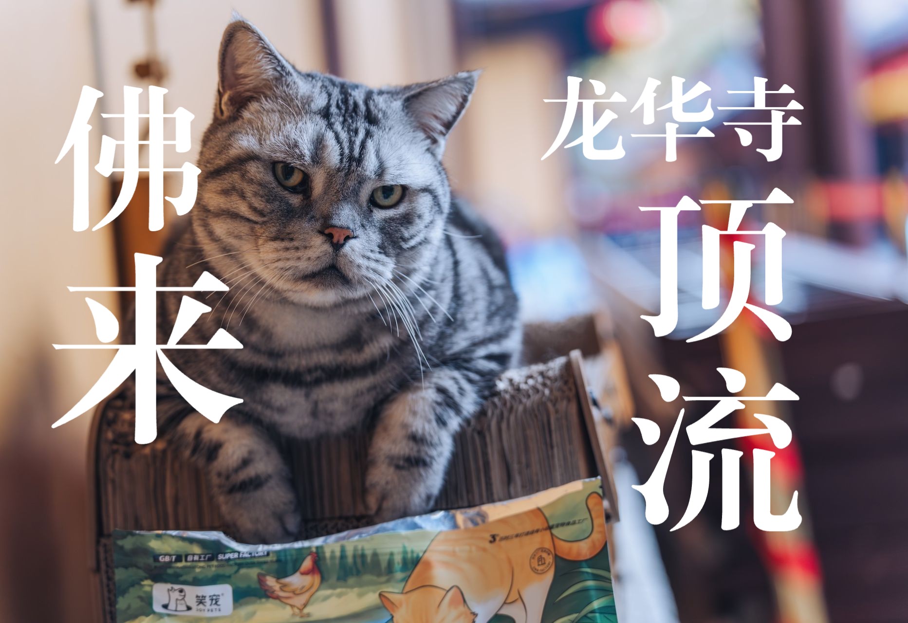 大叔“佛来来寺里八年了,吃的有点好天天都像过年一样” |腾龙70-180...