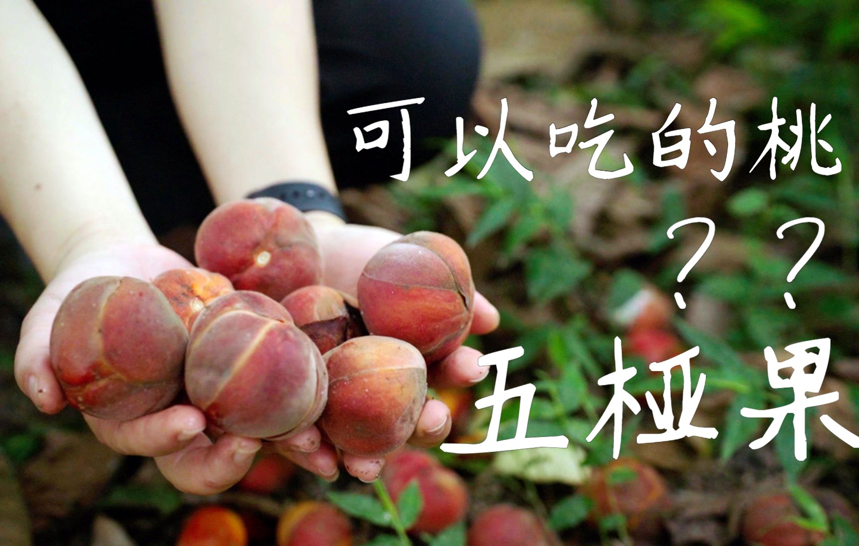 可以吃的另类水果五桠果 | 大花五桠果 | 第伦桃 | 植物 | 治愈系