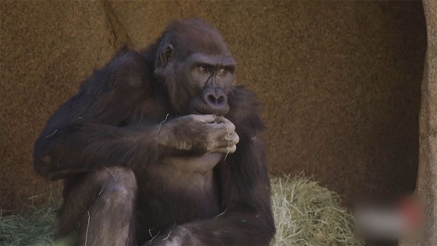 全球首例!美国动物园大猩猩感染新冠,或被无症状感染者传染