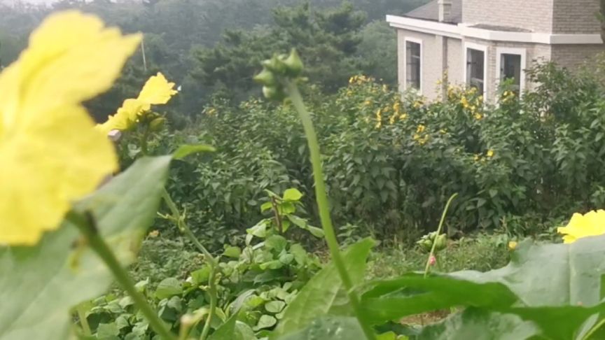 丝瓜大丰收,从来也不打岔剪枝,自由生长。