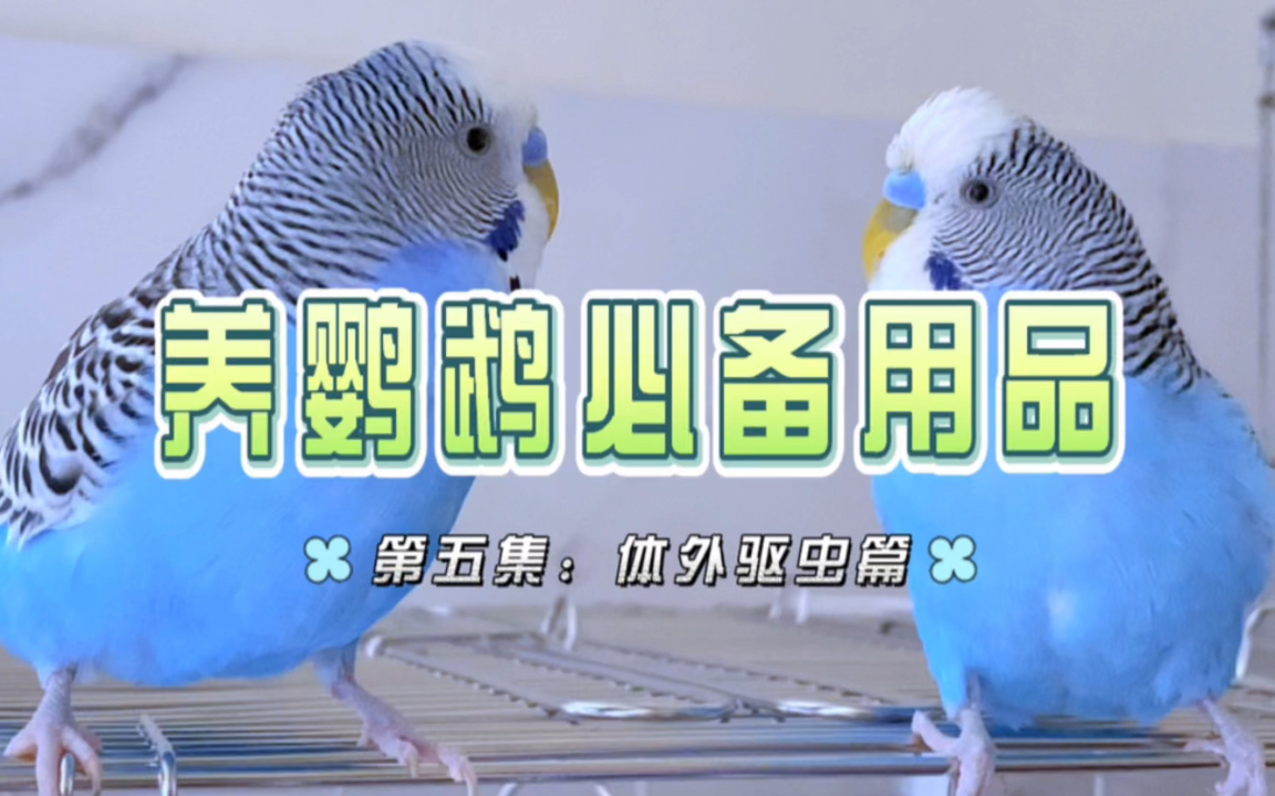 养鹦鹉必备用品第五集:鹦鹉体外驱虫用什么?
