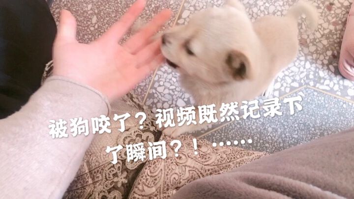 被狗咬了?视频既然记录下被咬的瞬间?惊吓连连…