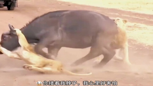 惊天壮瞥!狮群一顿捕食绝密录像野牛大战看得我震慑胆寒动物世界...