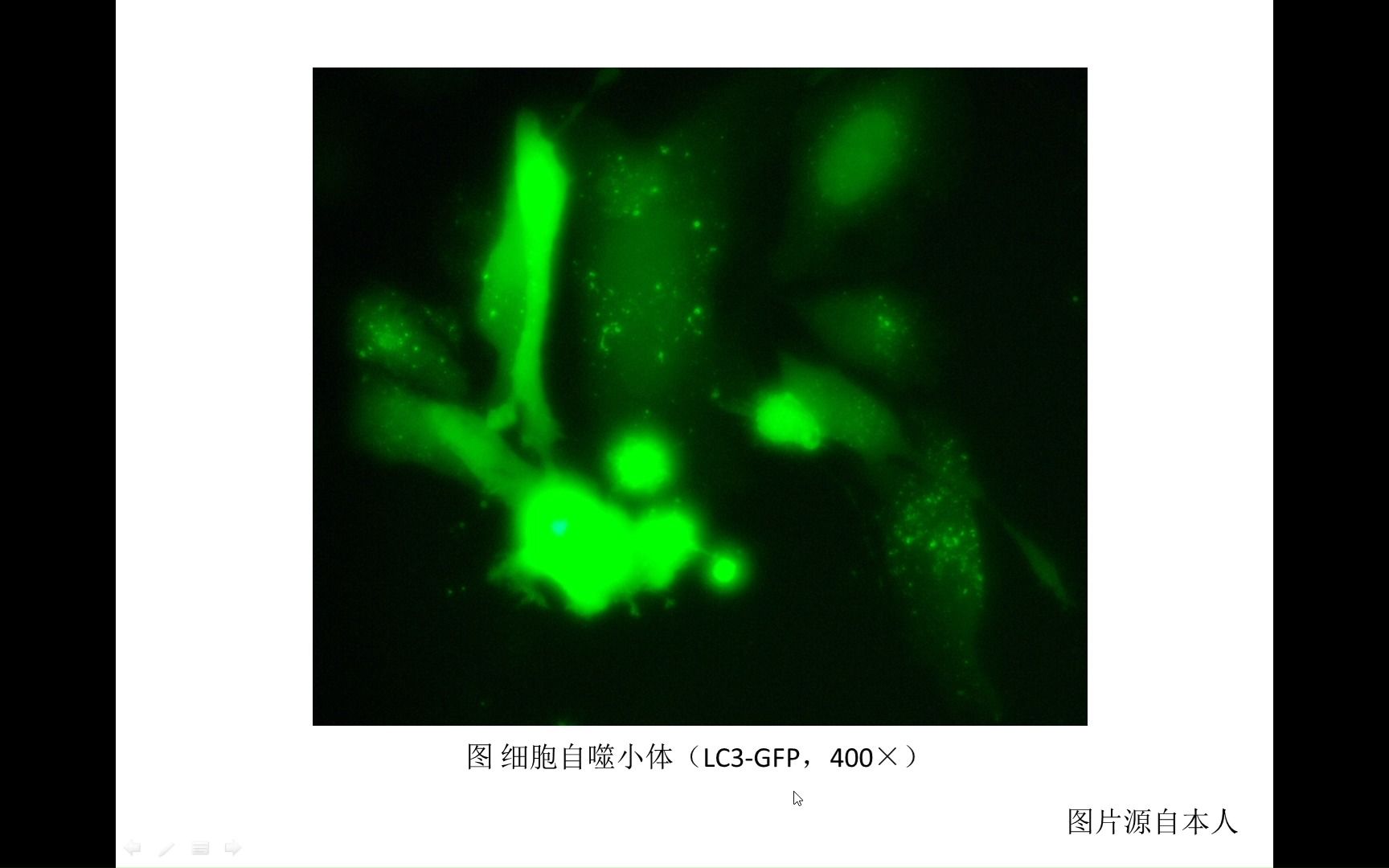 【细胞生物学讨论】2 显微镜-光学显微镜