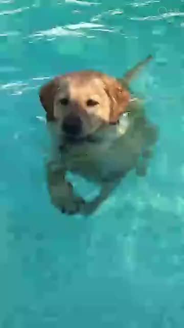 狗狗开心游泳游一半发现水太浅,站在泳池里一脸的不爽