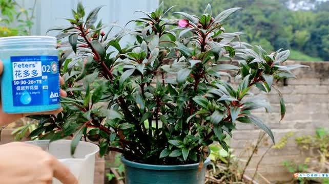 盆栽养凤仙花,满足3个"特殊"爱好,开花