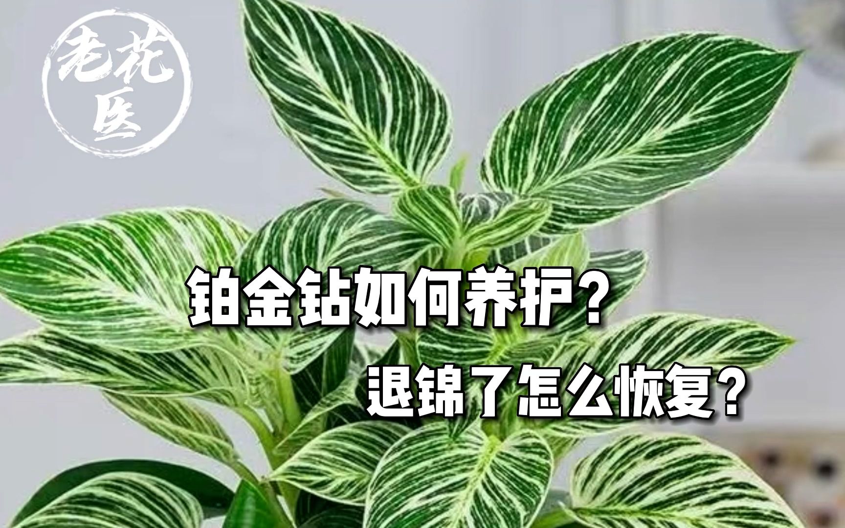 铂金钻如何养护?叶片比花儿还漂亮?