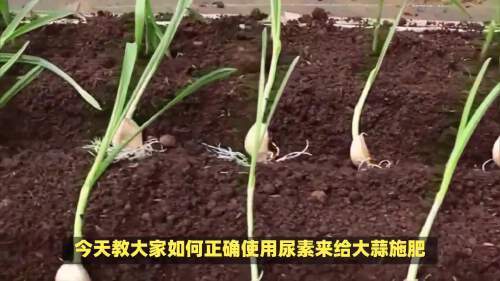 大蒜撒尿素的正确方法