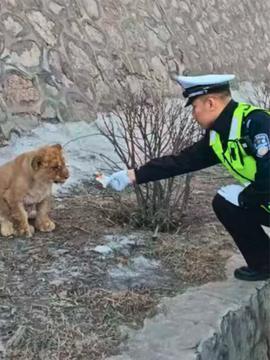 山西一高速路边发现小狮子 当地:运输途中出逃,狮子已经归还