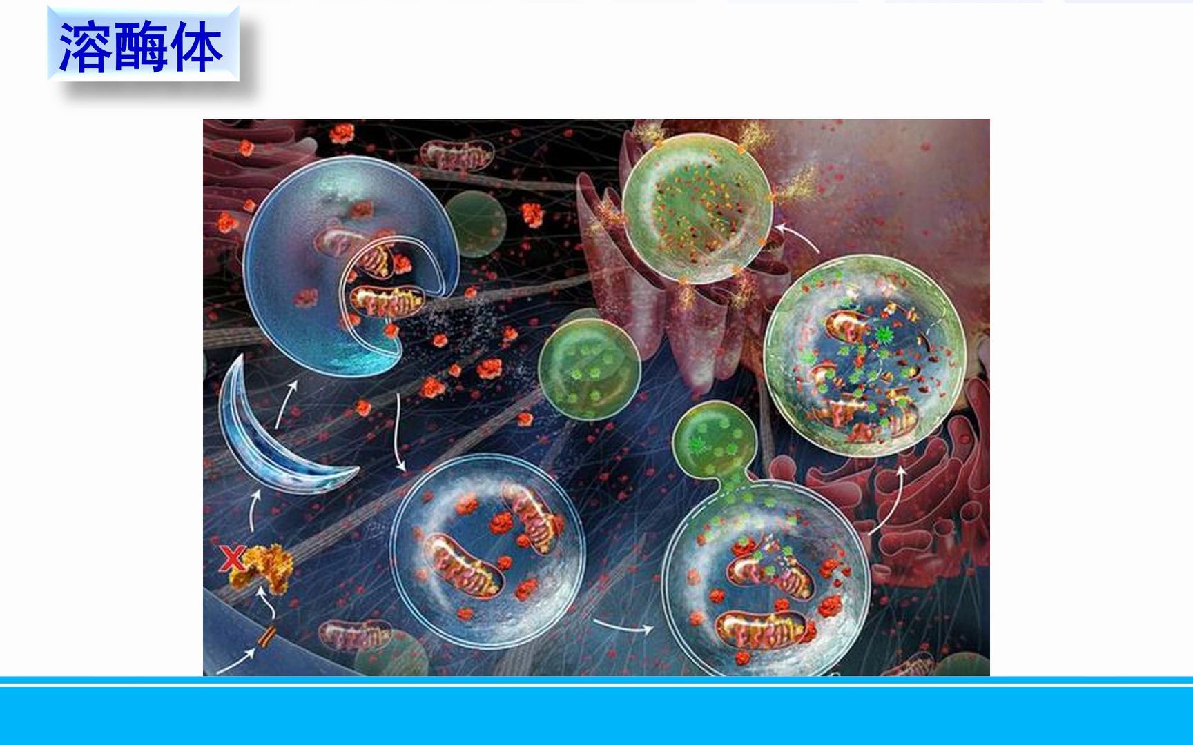 高中生物一轮复习微课2.8.7.溶酶体