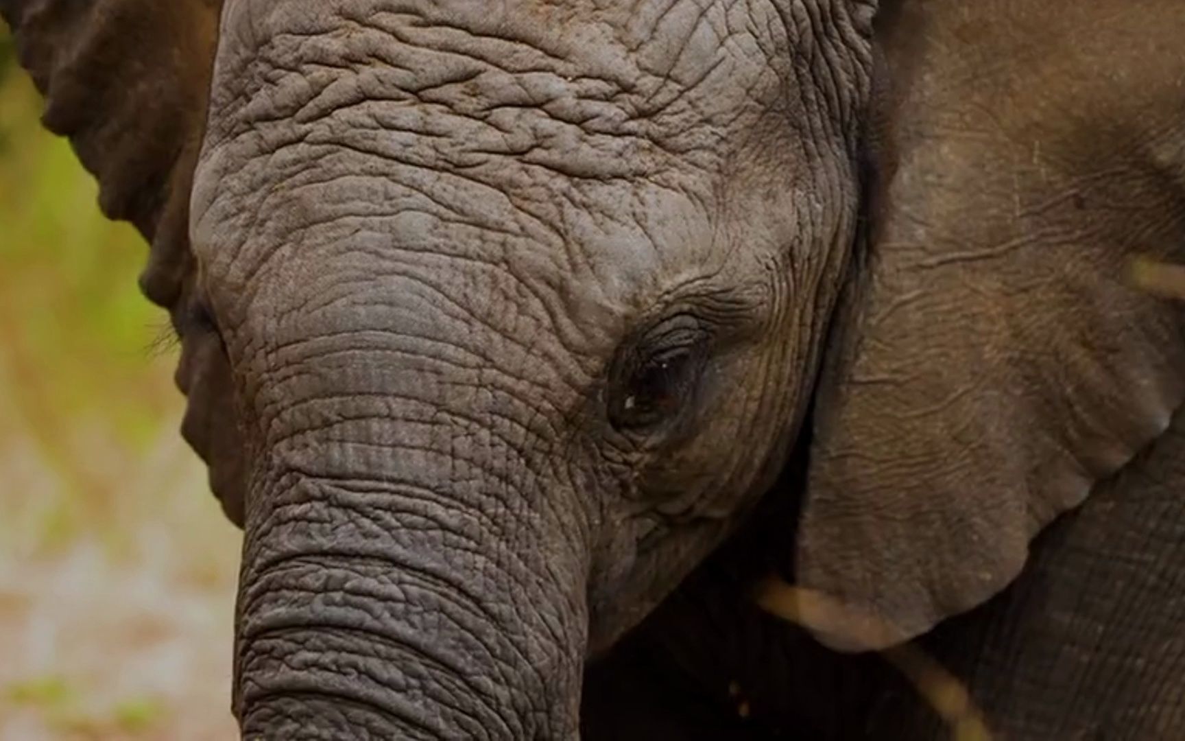 qi野生动物保护宣传片0809