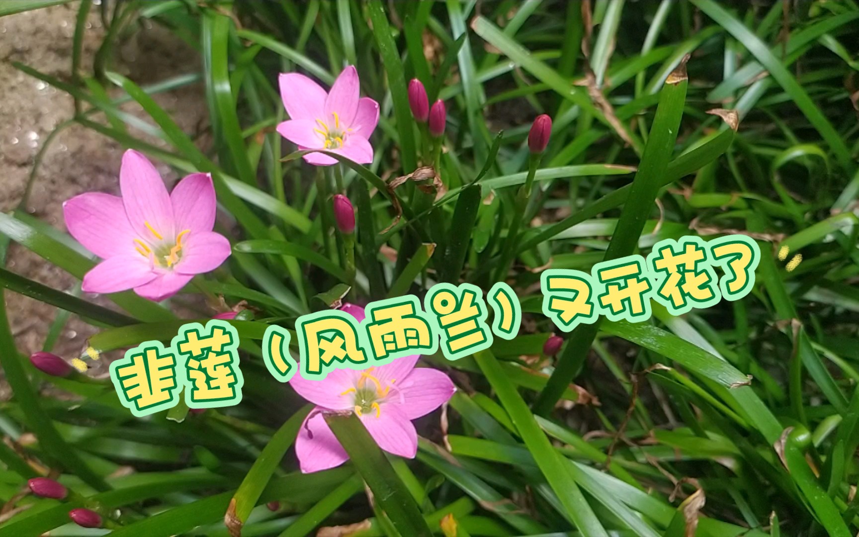 记录一下植物的生长情况