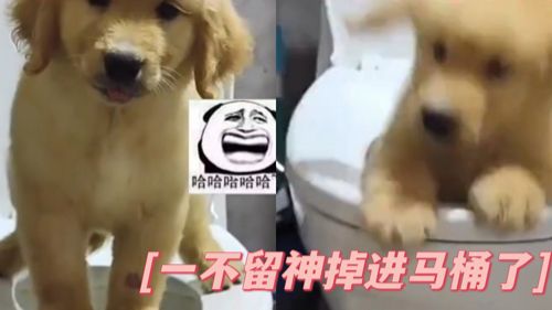 笑岔了!狗狗训练在马桶上厕所,结果一不留神掉了进去