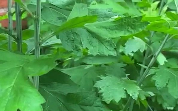 家门口常见的艾草,制成泡脚丸的用处居然那么多!