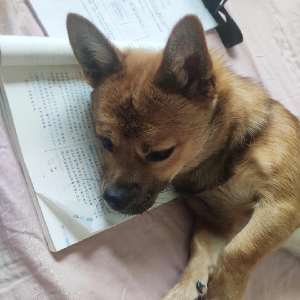 天哥不爱学习 