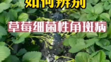如何辨别草莓细菌性角斑病