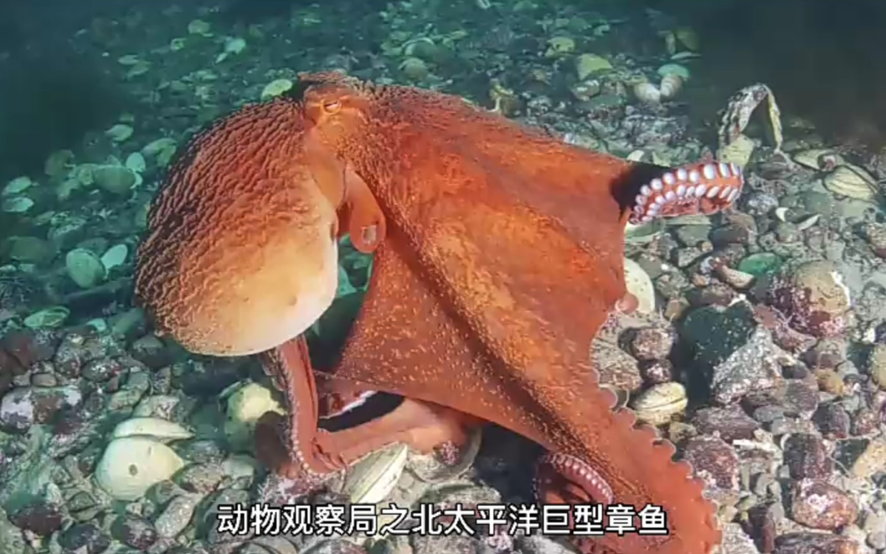 动物观察局之北太平洋巨型章鱼