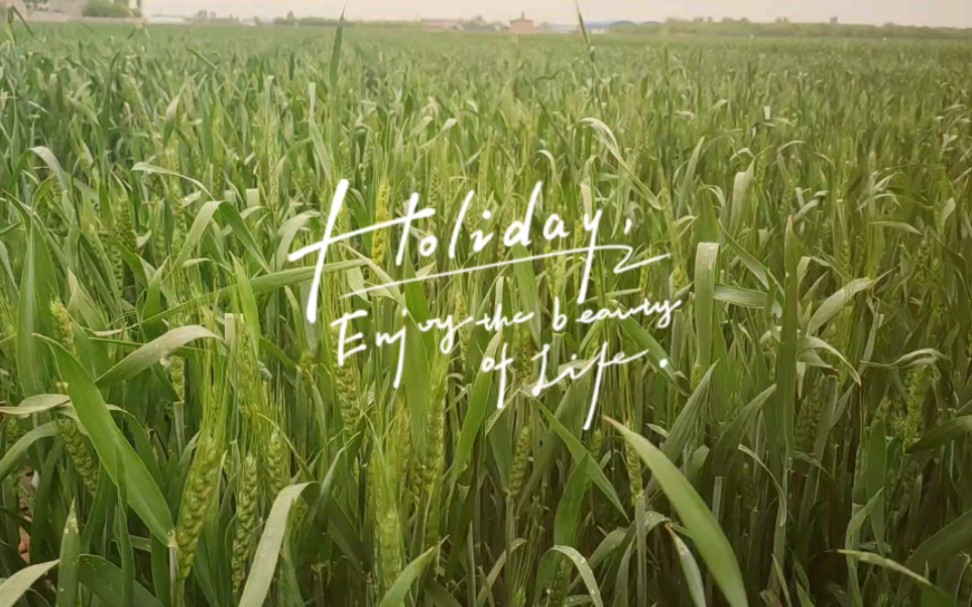 欣赏一下家乡的麦子生长的情况!