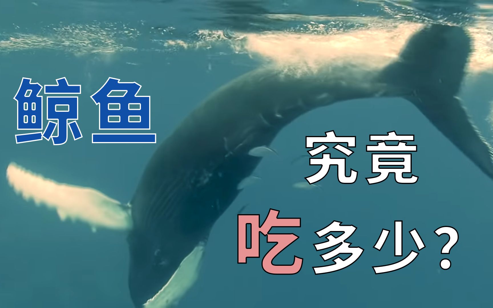 十年追踪,揭秘鲸鱼的生活习性