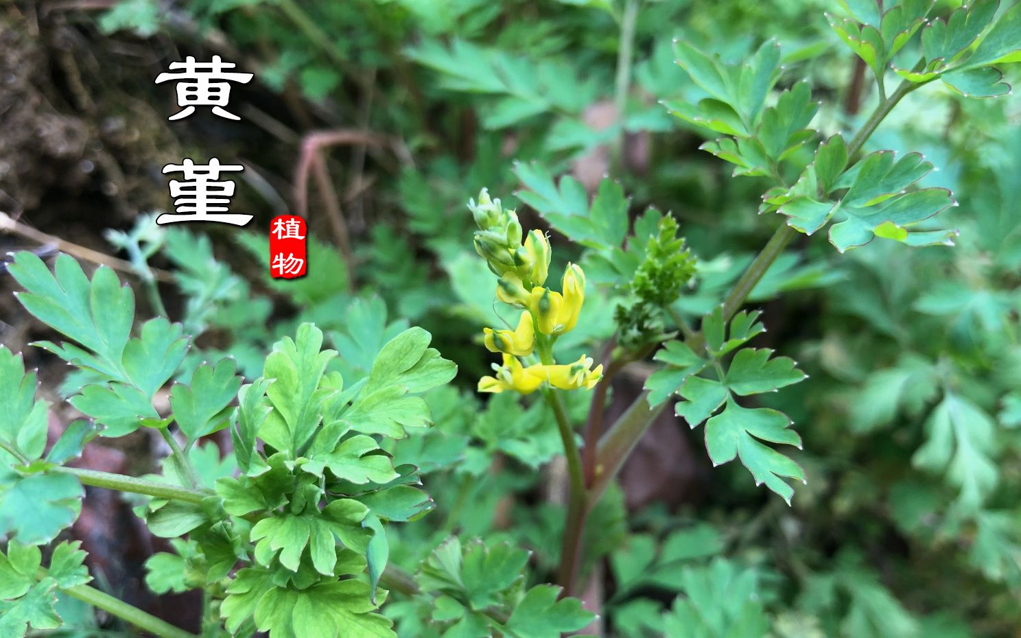 “黄堇”别名也叫断肠草,看着不起眼却有毒!千万别当野菜误食了