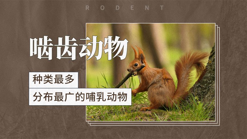 啮齿动物——种类最多分布最广的哺乳动物