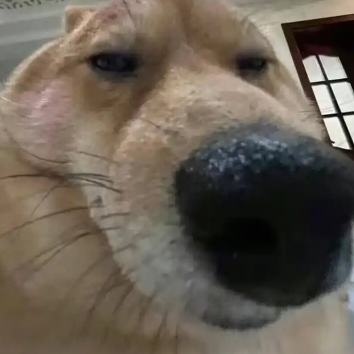 蝶宝唯一老公 