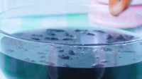 桑葚好处多,40秒教会大家酿制自己的桑葚果酒,好喝作用大