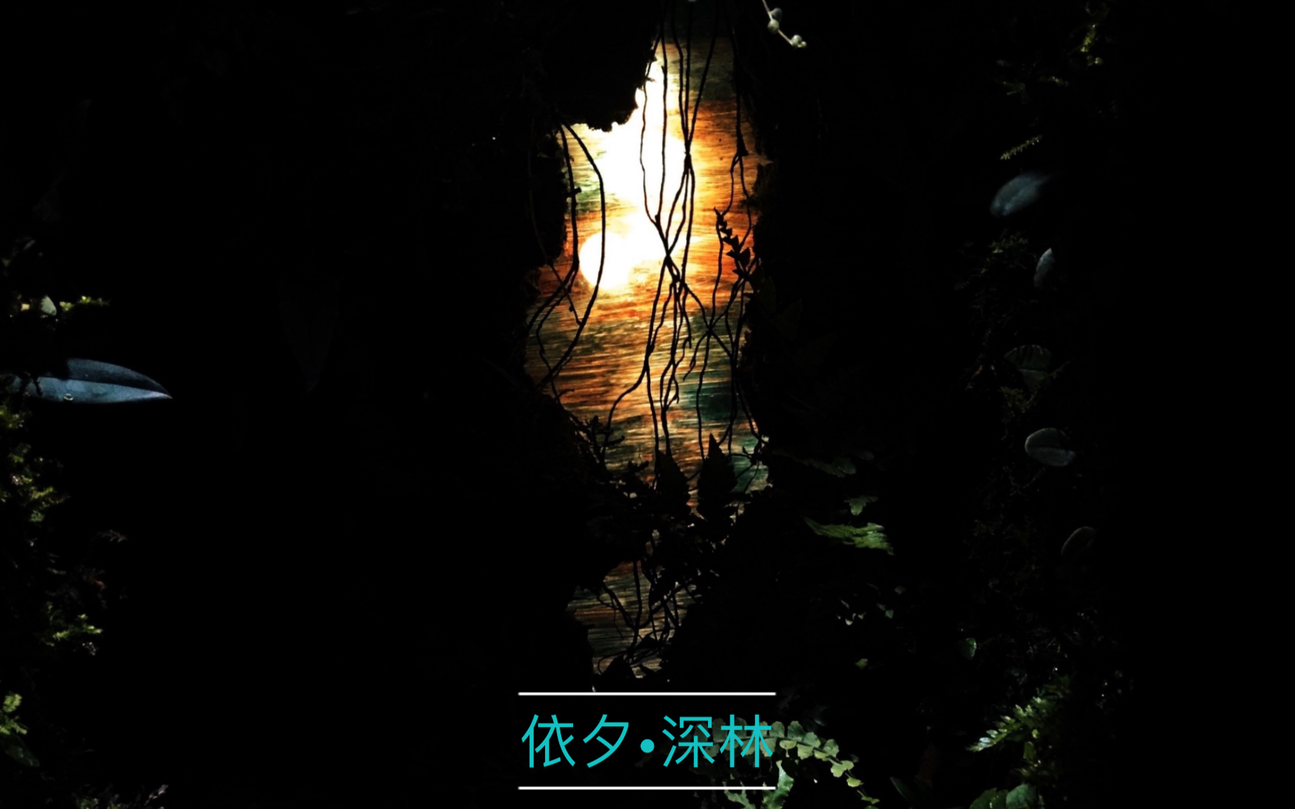 用PVC管DIY生态雨林缸造景,状态好到爆!