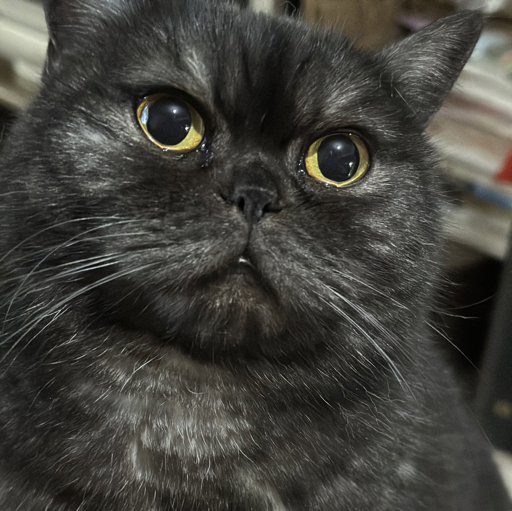 喜欢小动物的小宅 