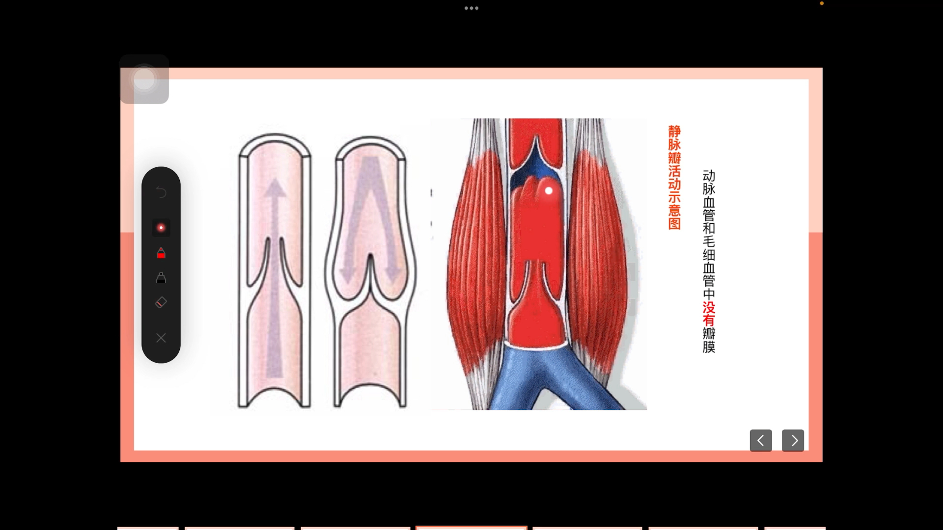 初中生物复习—血管