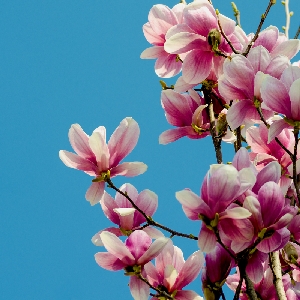 牙牙兔芽 