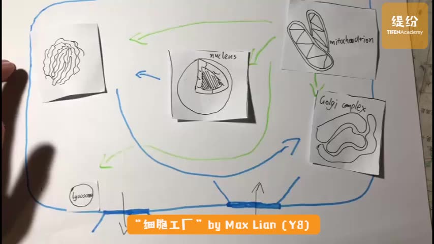 “细胞工厂” by Max Lian (Y8)