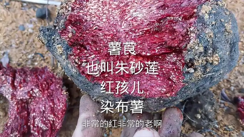 薯莨也叫血三七 红孩儿 朱砂莲有微毒,你都知道有什么作用吗
