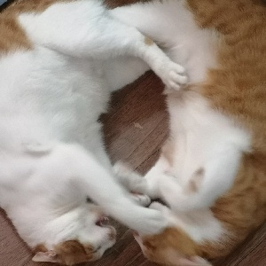 木の葉景天