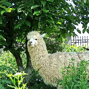 Jane喜欢柠檬味的薯片 