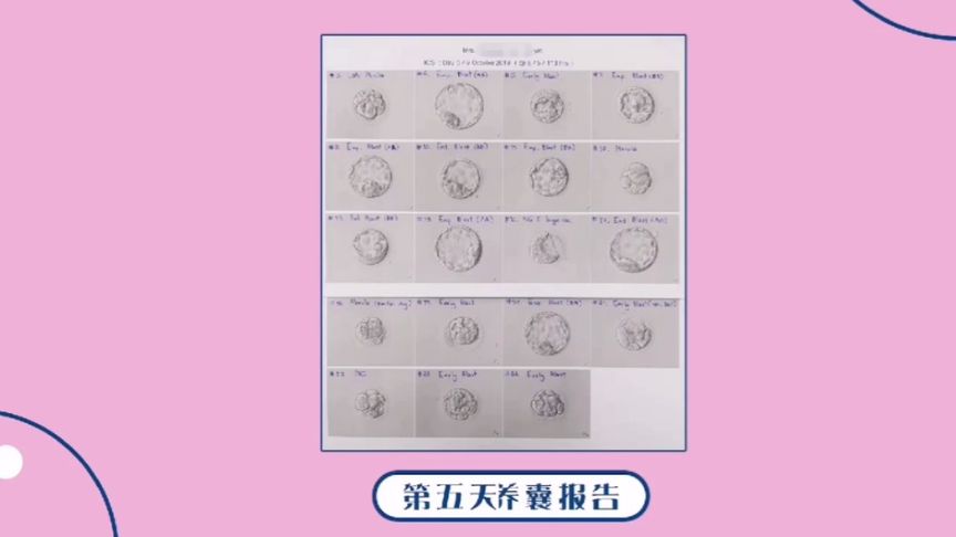 厉害吧,库医生又移植成功了,15个连续一起的哦,泰国试管牛