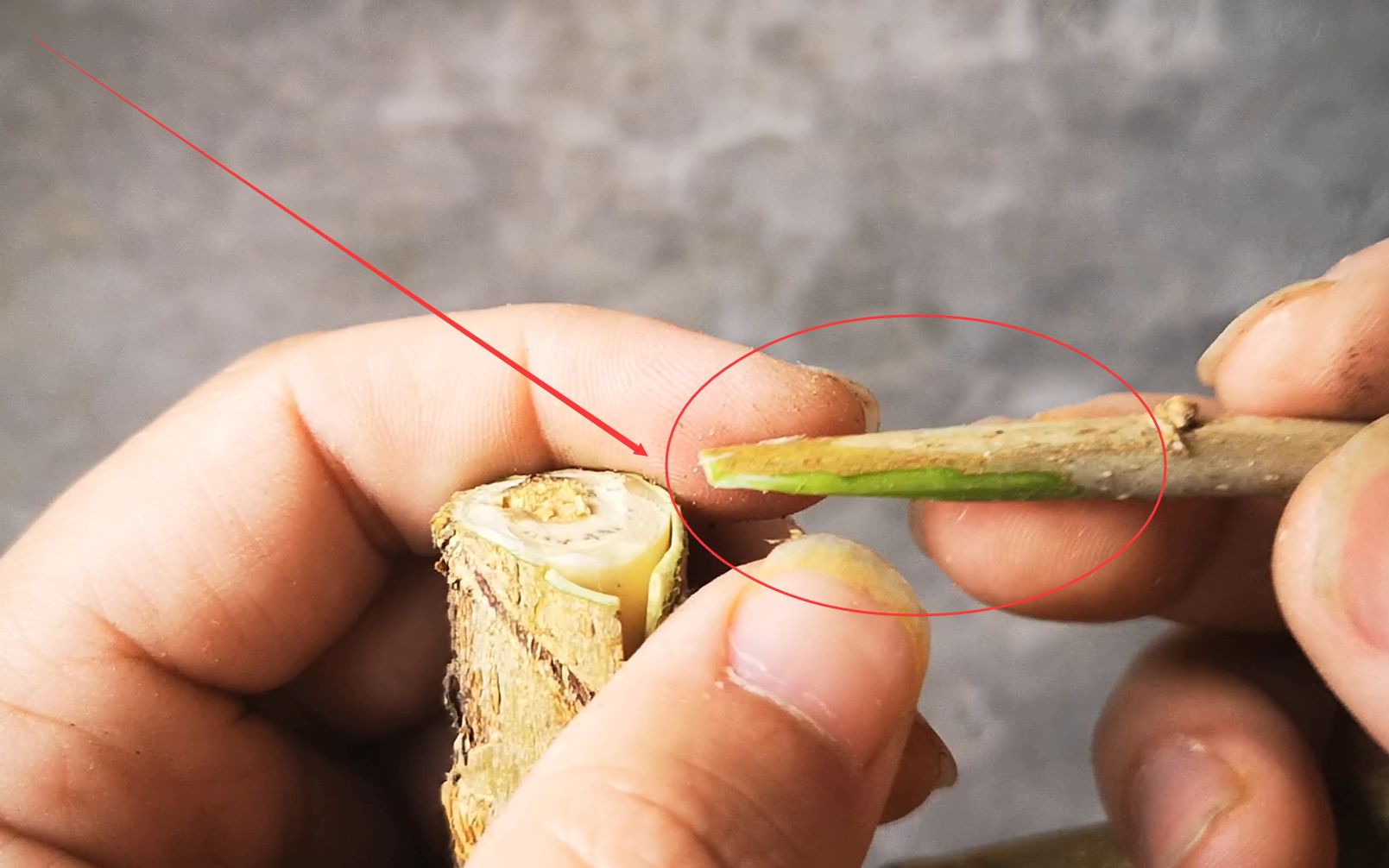 使用插皮接时,接穗两侧为什么要削掉一点皮?我们详细的讲解一下